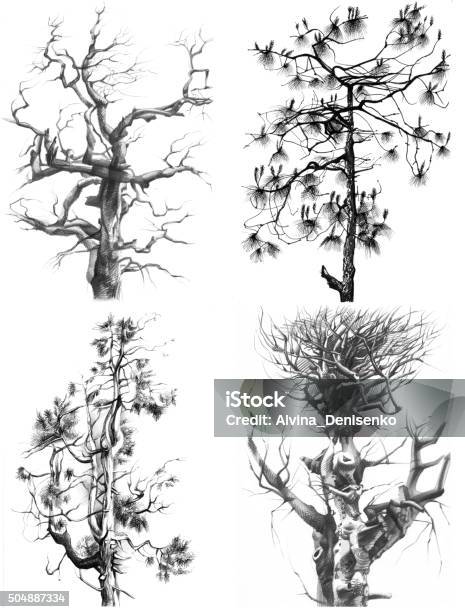Set Wiith 파인에서로세아 연필 종이 Scketch 소나무 침엽수에 대한 스톡 벡터 아트 및 기타 이미지 소나무 침엽수