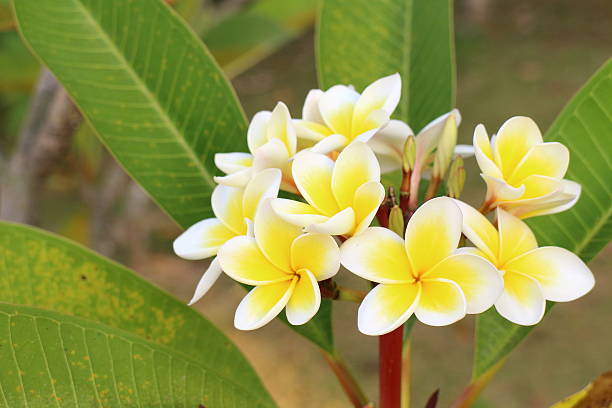 Plumeria Araliya Flowers Sri - Free photo on Pixabay