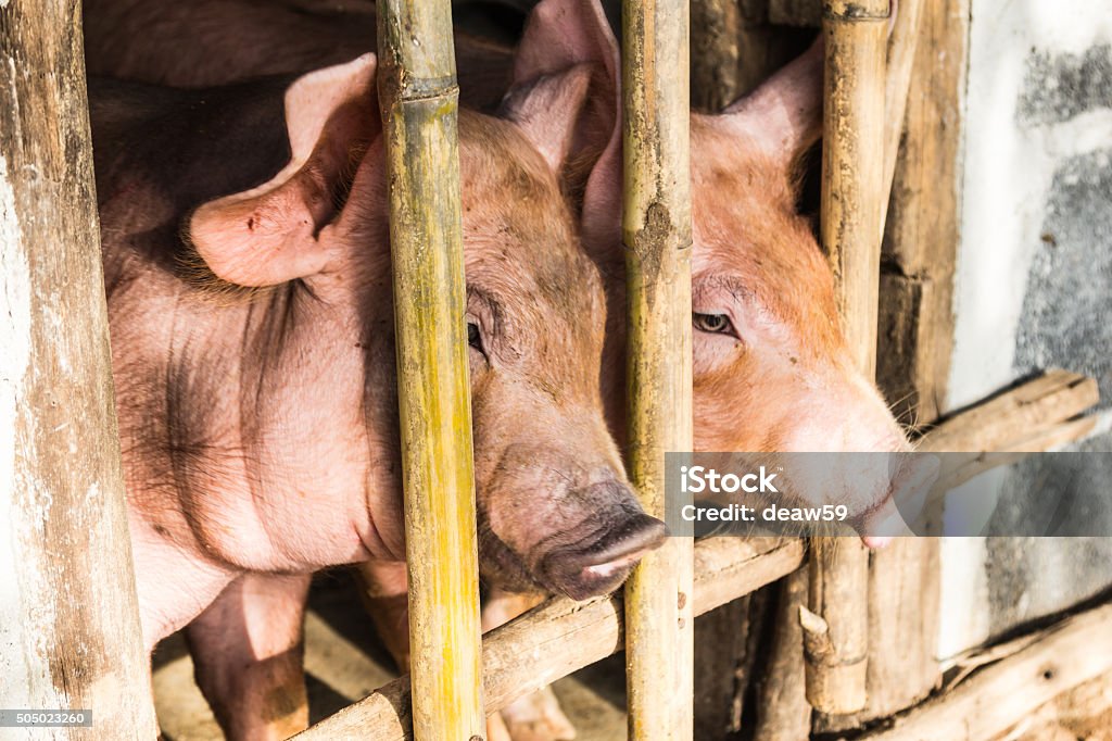 Dua Babi Di Kandang Babi Kayu Foto Stok - Unduh Gambar Sekarang - Alam ... Dua Babi Di Kandang Babi Kayu Foto Stok - Unduh Gambar Sekarang - Alam ...