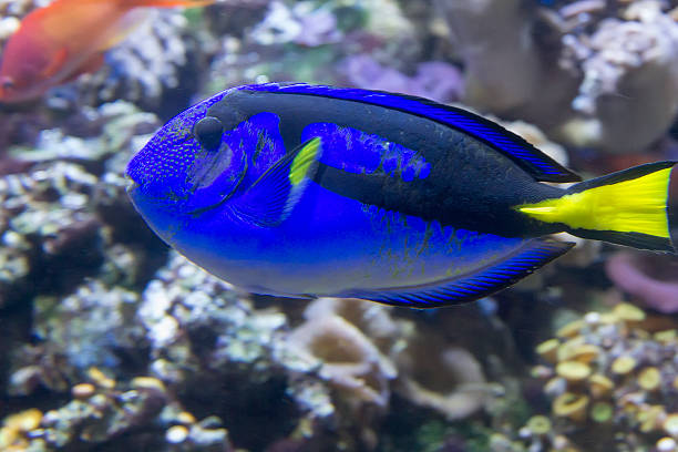 Free picture: coral, reef, fish, pacific, blue, tan, paracanthurus hepatus