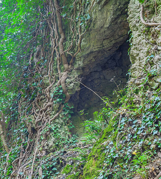 Plants Growing in Rock Crevice – Free Nature Stock