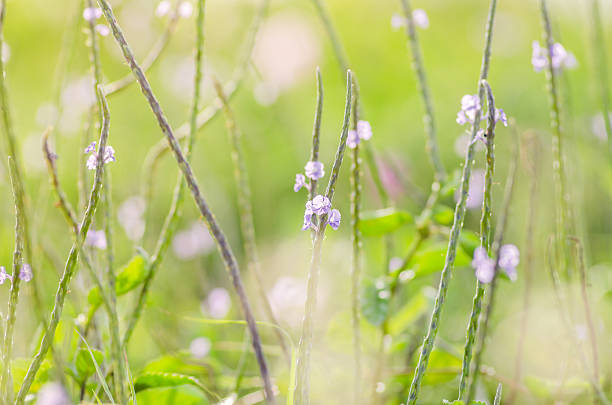 Delicate Wildflowers Growing in a Dense Thicket | Free Stock Image ...