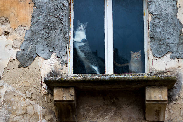 Free Stock Photo of Two Cats Standing in Dirt | Download Free Images ...