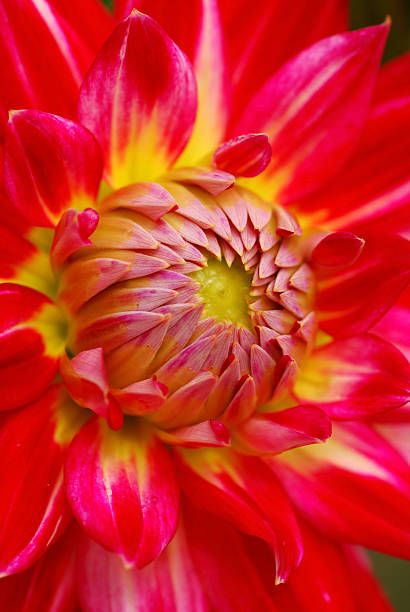 Dalia Pictures | Download Free Images on Unsplash