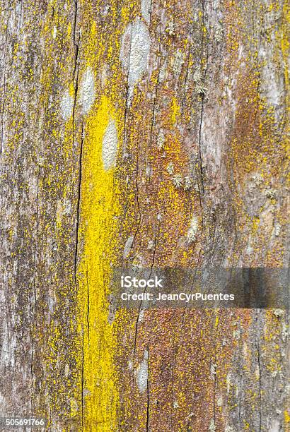 Wood Texture 照片檔及更多 具有特定質地 照片 具有特定質地 厚板 原木 Istock