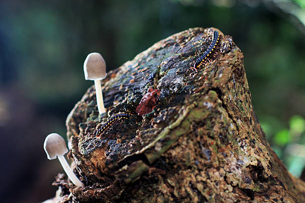 Free picture: fungus, organism, mushroom, nature, wood, group ...