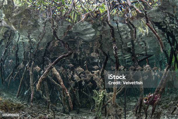 Akar Mangrove Dan Kardinal Foto Stok Unduh Gambar Sekarang Alam