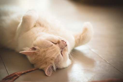 Sleepnig 자본가 고양이 새끼에 대한 스톡 사진 및 기타 이미지 고양이 새끼 귀여운 노랑 Istock