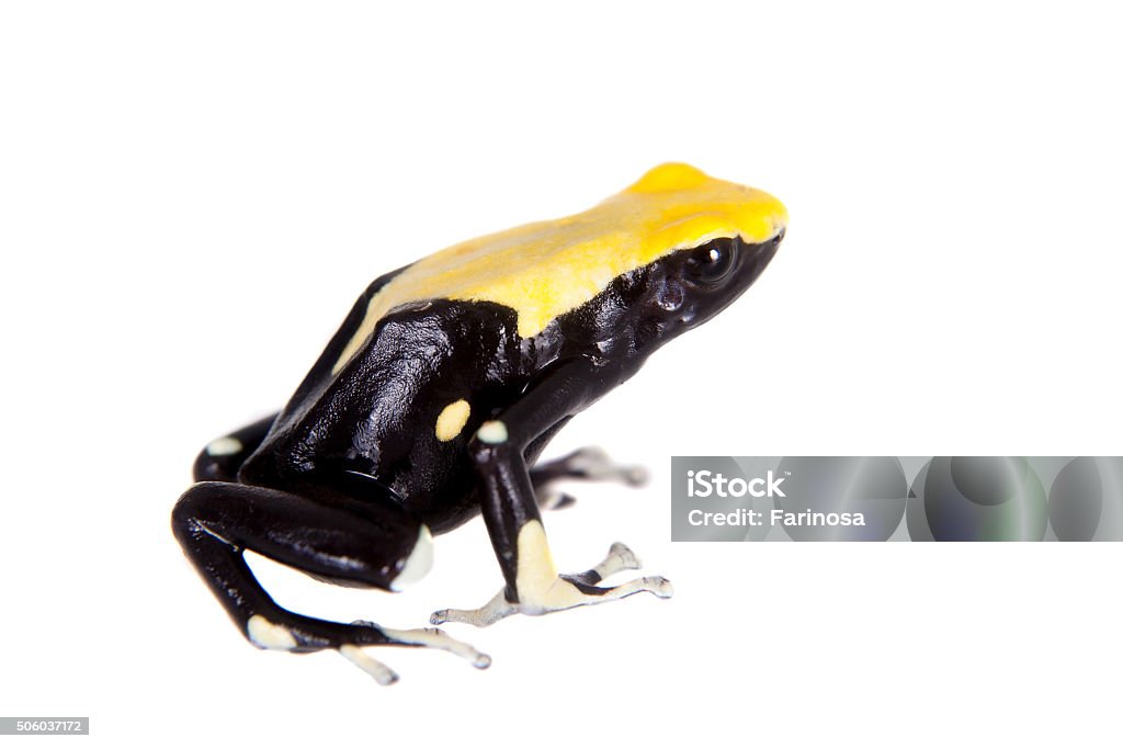 Kuning Kembali Mewarnai Racun Katak Dart Dendrobates Tinctorius Di Atas