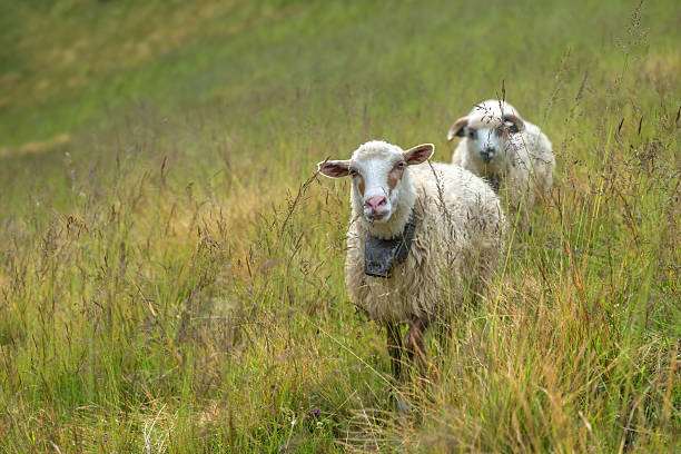 Free picture: courting, Bighorn, sheep, style, male, bighorn, sheep ...