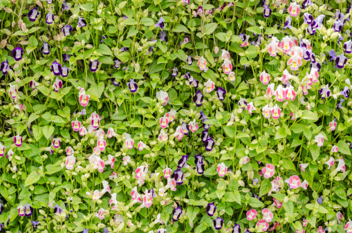 Torenia 또는 V자형 뼈 꽃 0명에 대한 스톡 사진 및 기타 이미지 0명 가을 계절 Istock