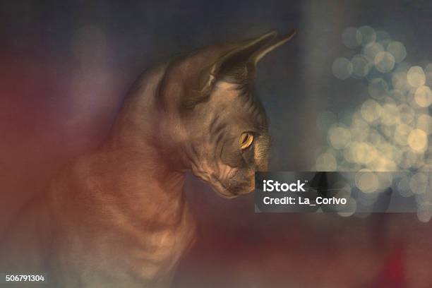 Sphynx 자본가 갈색 고등어류 얼룩무늬고양이 옐로우 아이즈 블루 빛망울 단궤 갈색에 대한 스톡 사진 및 기타 이미지 갈색