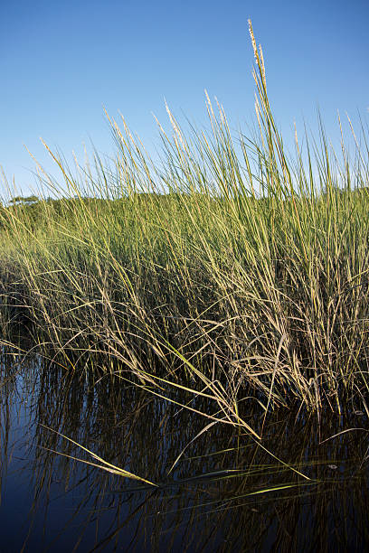 Free photos of cordgrass. Free images, stock photos and illustration ...