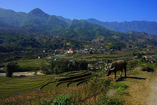 Valley Of 쌀 테라스 필드를 Sapa 베트남 0명에 대한 스톡 사진 및 기타 이미지 0명 가을 경관 Istock