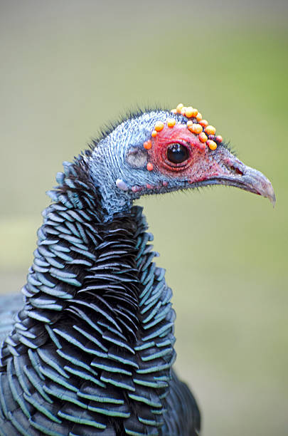 Free Stock Photo of Ocellated Turkey | Download Free Images and Free ...