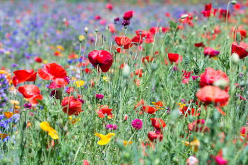 Poppies 만들진 메도 0명에 대한 스톡 사진 및 기타 이미지 0명 꽃 식물 데이지과 Istock