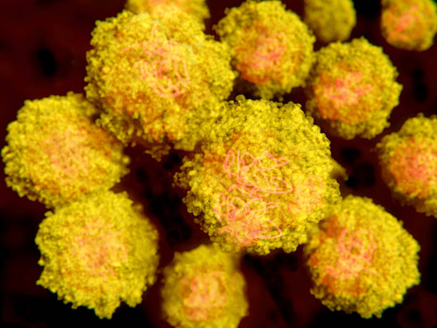 Imagen gratis: spumavirus, viriones