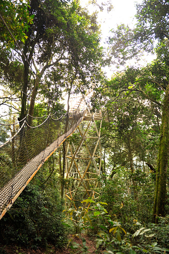 르완다에 Nyungwe Canopy 통로 르완다에 대한 스톡 사진 및 기타 이미지 르완다 0명 국립공원 Istock