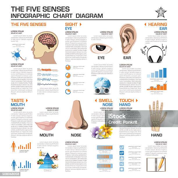 Diagram Bagan Infografis Lima Indera Ilustrasi Stok - Unduh Gambar ... Diagram Bagan Infografis Lima Indera Ilustrasi Stok - Unduh Gambar ...
