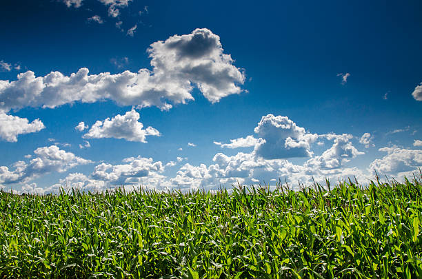 Free picture: clouds, dark blue, cornfield, agricultural, field, rural ...