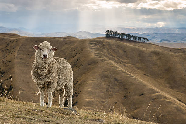 Free Stock Photo of Sheep Standing on Top of a Grass Covered Hill ...