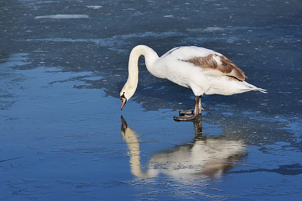 Free picture: lake, frozen, ice, reflection, birds, swan, standing ...
