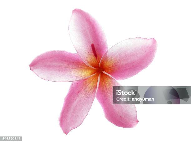 Plumeria 꽃 고립 흰색 배경 0명에 대한 스톡 사진 및 기타 이미지 0명 계절 꽃 나무 Istock