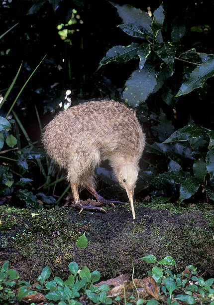 Kiwi Bird Pictures | Download Free Images on Unsplash