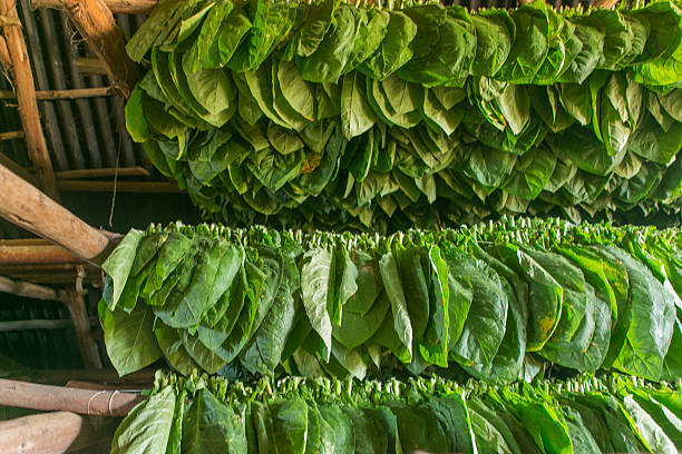Tabaco Pictures | Download Free Images on Unsplash