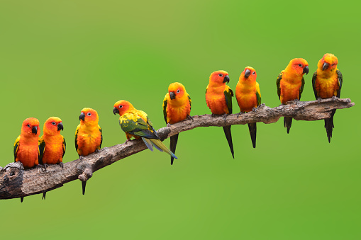 Burung Burung Beo Sun Conure Foto Stok - Unduh Gambar Sekarang - Burung ... Burung Burung Beo Sun Conure Foto Stok - Unduh Gambar Sekarang - Burung ...