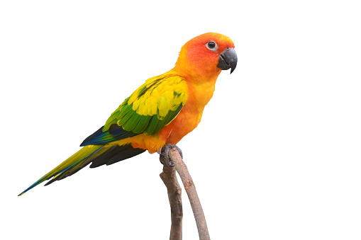 Burung Burung Beo Sun Conure Foto Stok - Unduh Gambar Sekarang - Potong ... Burung Burung Beo Sun Conure Foto Stok - Unduh Gambar Sekarang - Potong ...