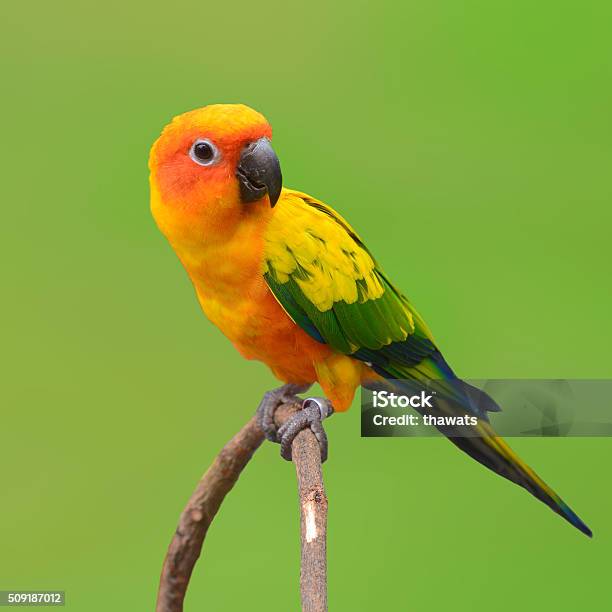 Burung Burung Beo Sun Conure Foto Stok - Unduh Gambar Sekarang ... Burung Burung Beo Sun Conure Foto Stok - Unduh Gambar Sekarang ...