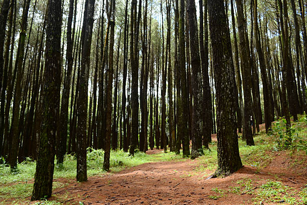 Hutan Pinus Pictures | Download Free Images on Unsplash
