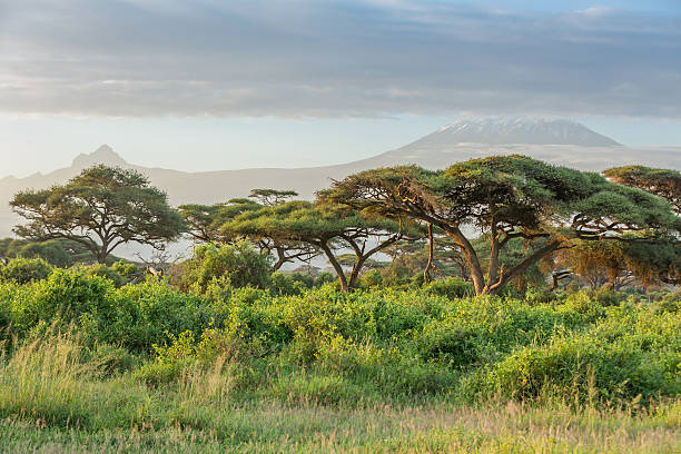 Africa Forest Pictures | Download Free Images on Unsplash