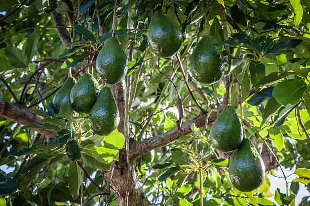 Imagen gratis: florida, aguacate, cortar, fresco, fruta