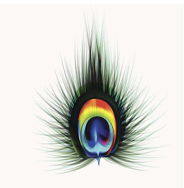 80 Single Peacock Feather On The White Background Stock Illustrations