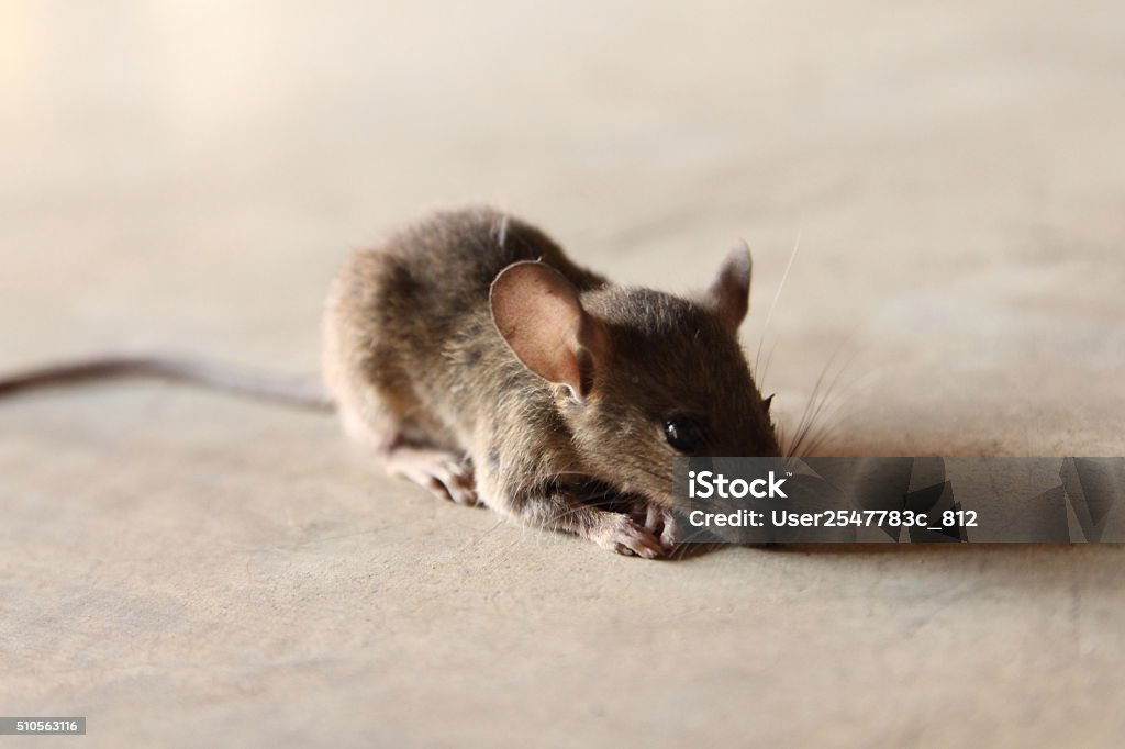 Tikus Di Rumah Foto Stok Unduh Gambar Sekarang Bandicoot Tikus