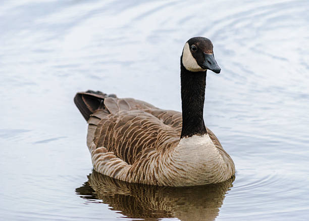 Free picture: Canada goose, goose, lake, anchorage