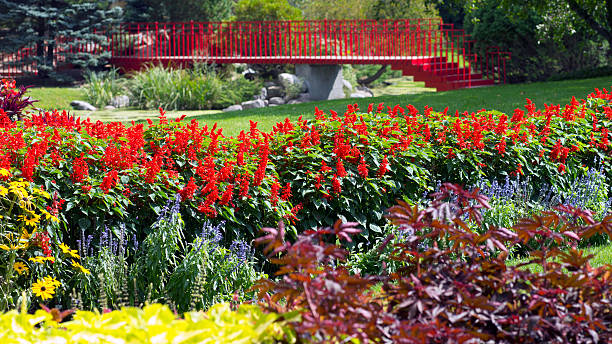 Free Stock Photo of Field of Red Flowers With Bridge in Background ...