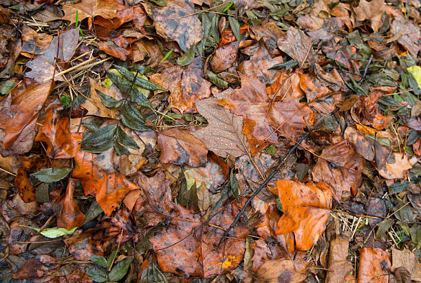 Free Stock Photo of Close Up of Leaves on the Ground | Download Free ...