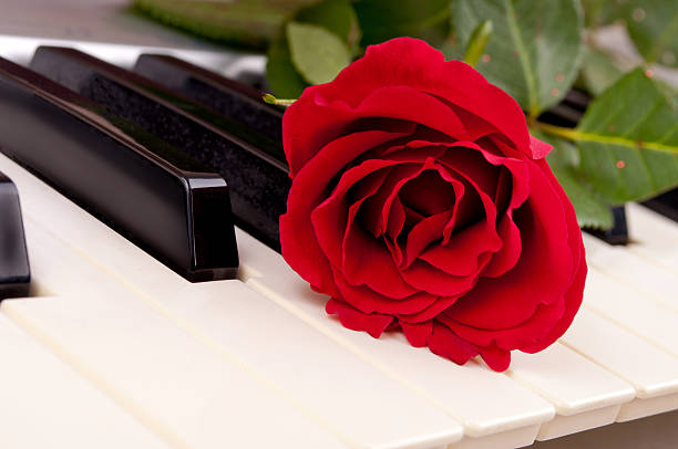 Piano Rose Pictures | Download Free Images on Unsplash
