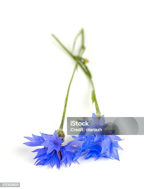 Cornflowers 흰색 바탕에 흰색 배경 0명에 대한 스톡 사진 및 기타 이미지 0명 4가지 개체 꽃 나무 Istock