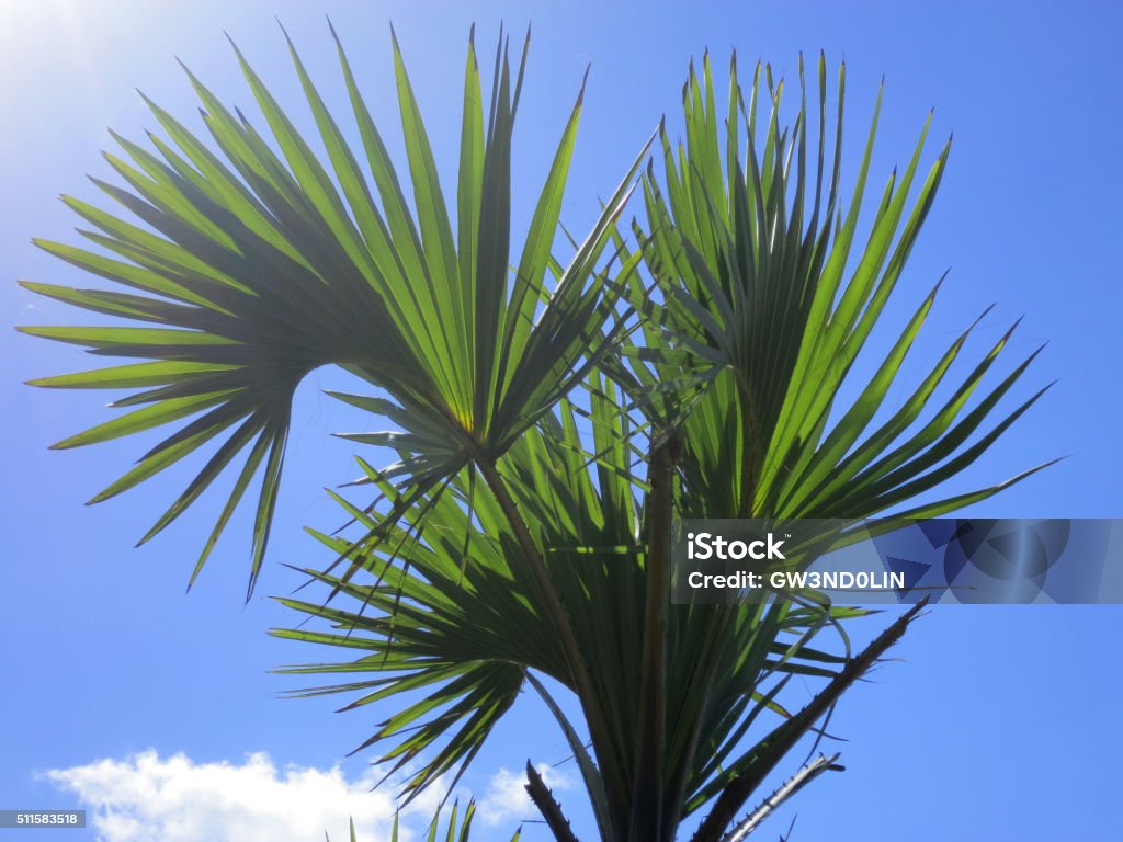 Lala Palm Hyphaene Coriacea Stock Photo - Download Image Now - Doum ... Lala Palm Hyphaene Coriacea Stock Photo - Download Image Now - Doum ...