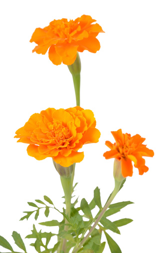 Tagetes 꽃 흰색 바탕에 흰색 배경 0명에 대한 스톡 사진 및 기타 이미지 0명 금잔화 온대 식물 꽃 나무 Istock