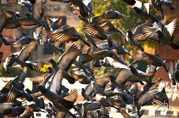Free Stock Photo of Historical temple with pigeons flying around open ...