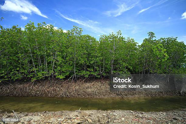 Hutan Mangrove Foto Stok Unduh Gambar Sekarang Rhizophoraceae Alam