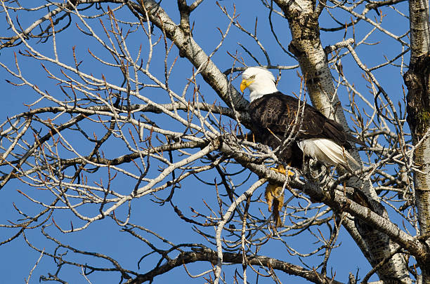 Free Stock Photo of Bald Eagle Perched on Top of Tree Branch | Download ...