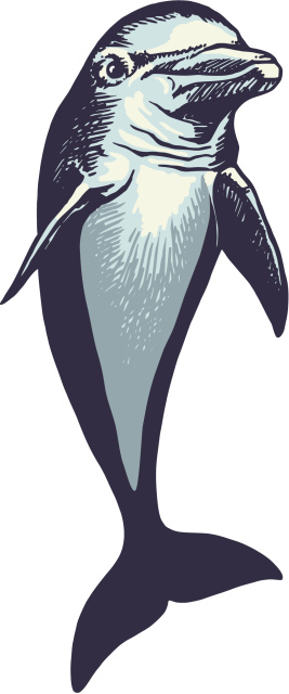 Dolfin 알락돌고래 고래류에 대한 스톡 벡터 아트 및 기타 이미지 알락돌고래 고래류 놀이 다이빙 Istock