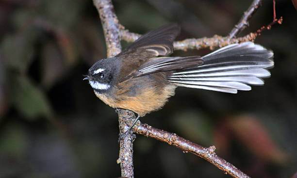 Fantail Pictures | Download Free Images on Unsplash
