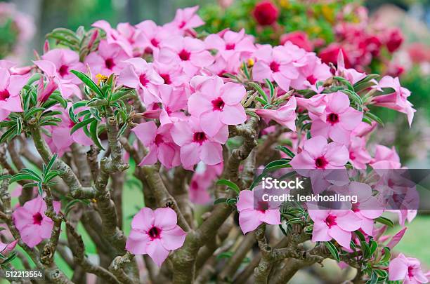 Beautifull Adenium Obesum 꽃 이는 애즈 사비 스타 0명에 대한 스톡 사진 및 기타 이미지 0명 꽃